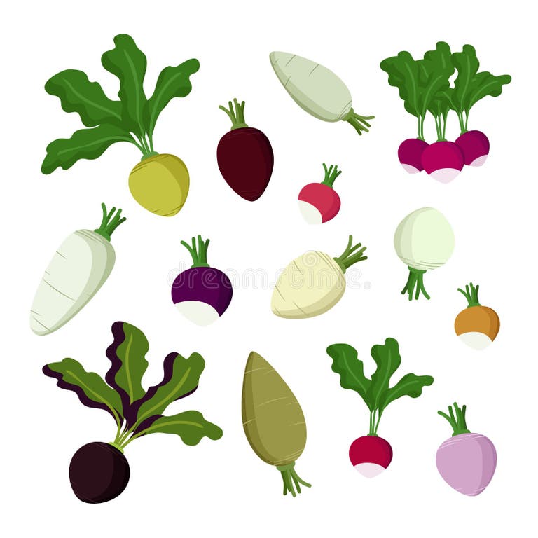 Radish, beet and turnip stock vector. Illustration of harvest - 99296341