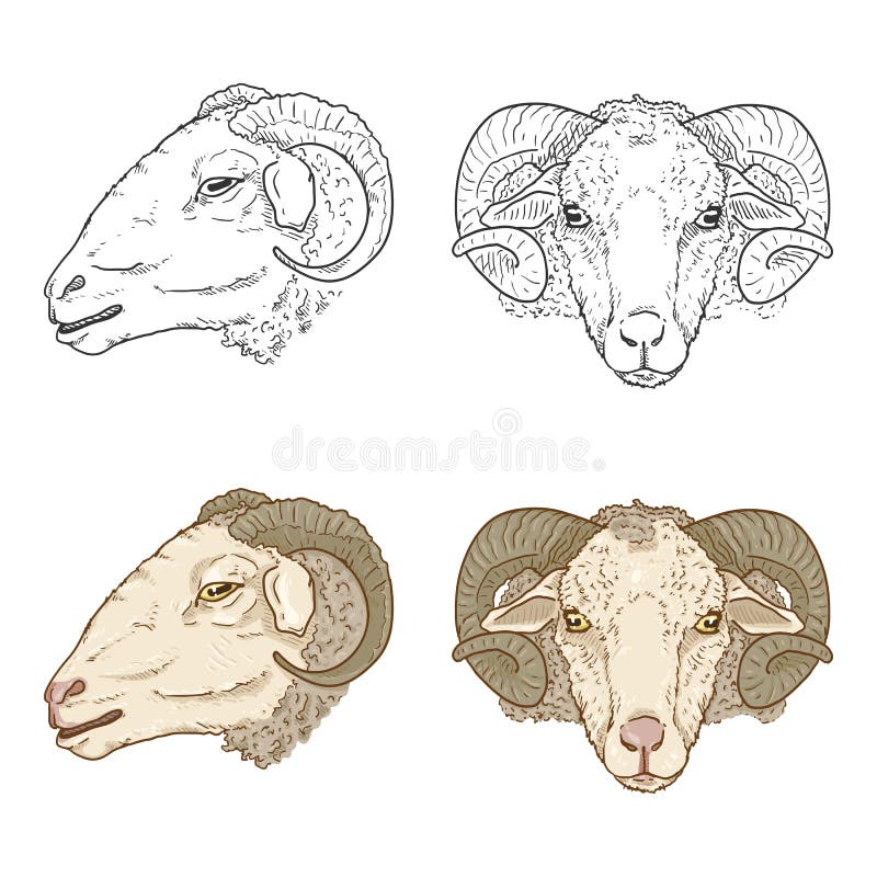 Set of Ram Head Illustrations Stock Vector - Illustration of penciling ...