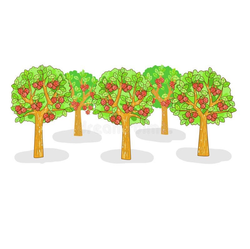 Lanzones Tree Drawing