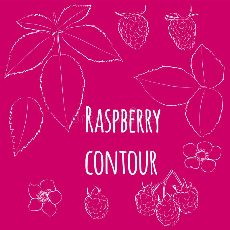 Set of Raspberries with Leaves and Flowers, Linear, Outline only, No ...