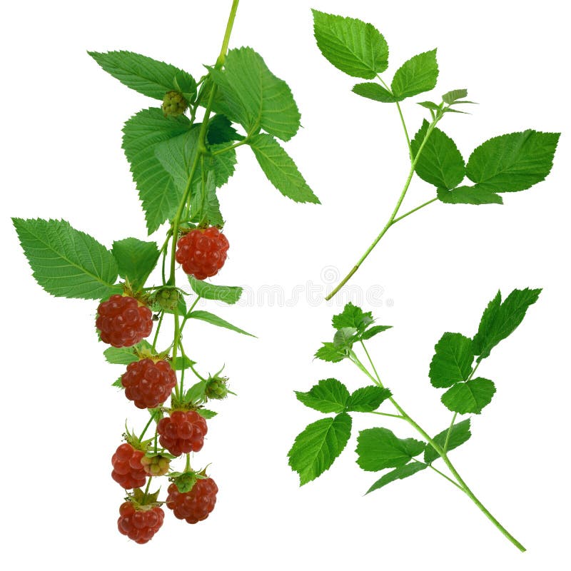 Set: Raspberry Branches with Ripe Berries and Leaves. Isolated. Red ...