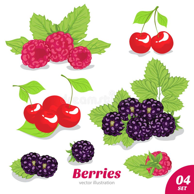 Set of Raspberry, Cherry and Blackberry Stock Vector - Illustration of ...