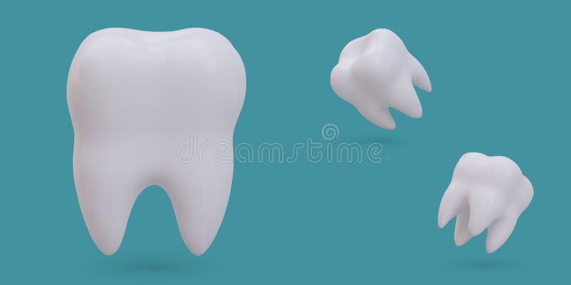 Set of Realistic Angular Teeth. White Healthy Molar, View from ...