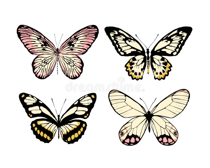 Decorative Butterflies in Circle Shape with Place for Text. Circular ...