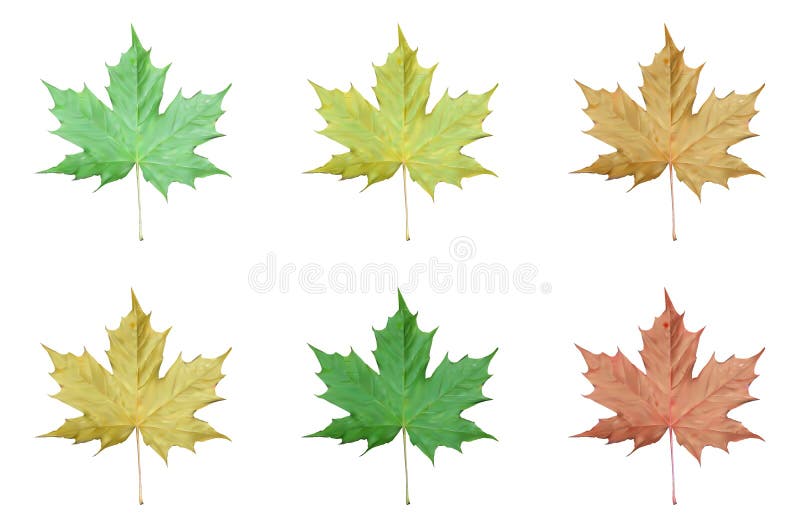 Set of Realistic Maple Leaves Stock Illustration - Illustration of fall ...