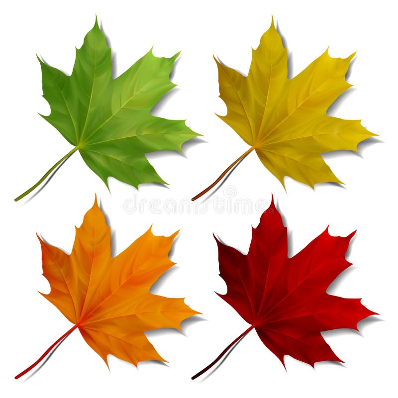 Set of Realistic Maple Leaves Stock Vector - Illustration of bright ...