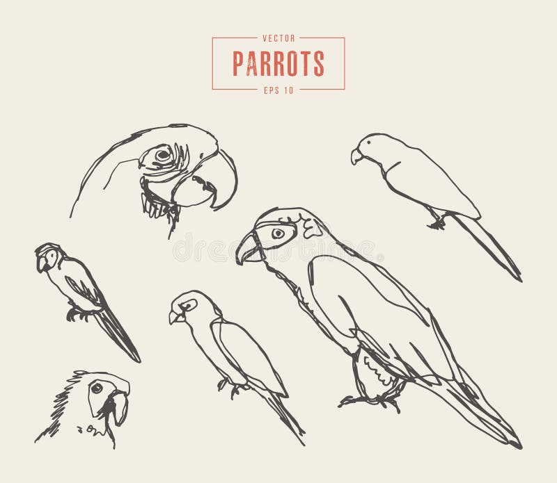 Set Realistic Parrots Hand Drawn Vector Sketch Stock Vector ...