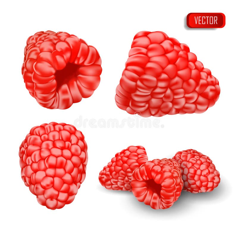 Set of Realistic Raspberries. Vector Berry Illustration Isolated on ...