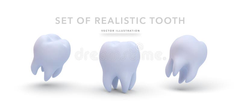 Set of Realistic Tooth Isolated on White Background. Vector ...