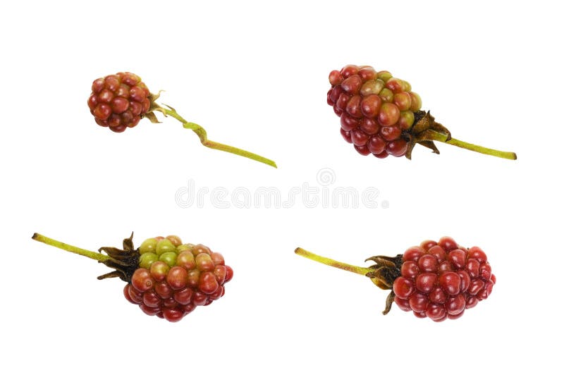 Set of Red Berries of Rubus (wild Raspberry) Isolated Stock Image ...