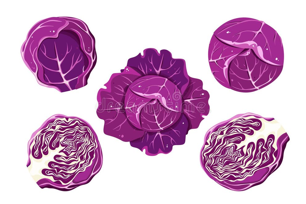 Set of Red Cabbage. Head of Cabbage, Cut in Half Cabbage, Fresh ...