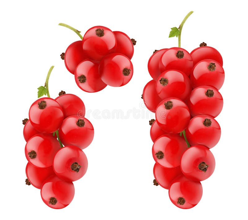 Set of Red Currant Isolated on a White Stock Illustration ...