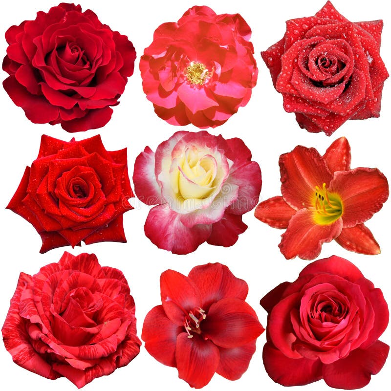 Red Flowers Isolated on White Stock Image - Image of beautiful, blossom ...