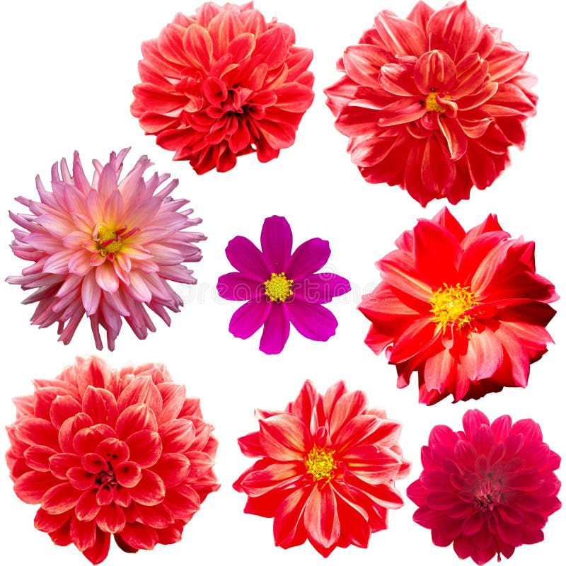 Set of Red Flowers Isolated on White Stock Image - Image of detail ...