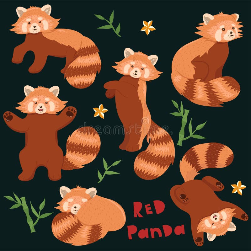 Set of Red Pandas in Different Poses. Vector Graphics Stock ...