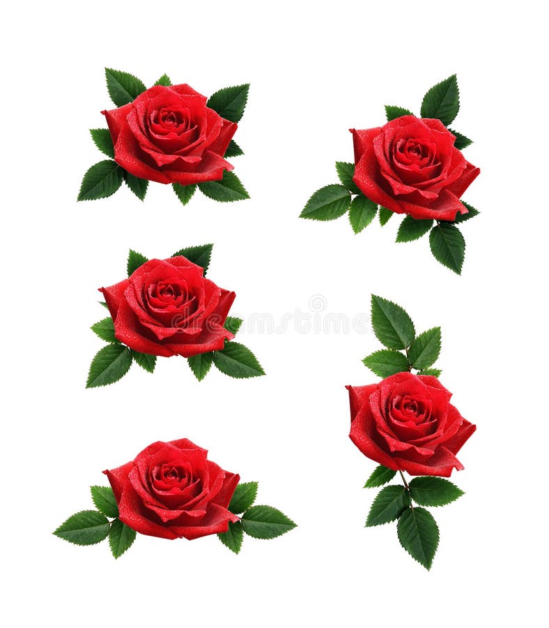 Set of Red Rose Flowers Decorations Stock Photo - Image of ...