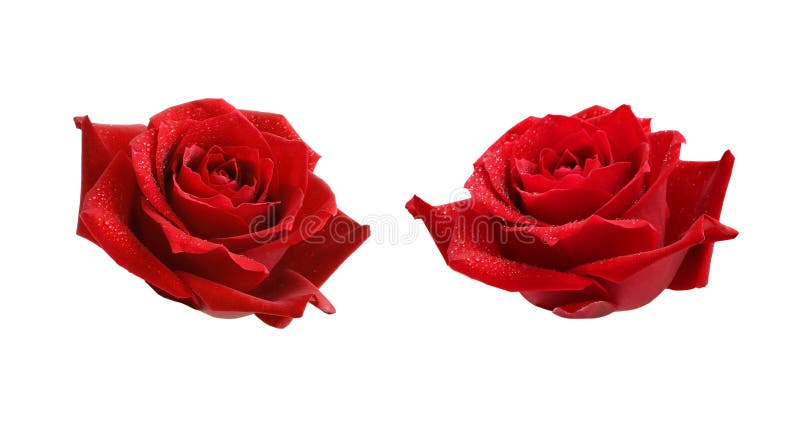 Set of Red Rose Flowers with Drops Stock Photo - Image of drops, bloom ...