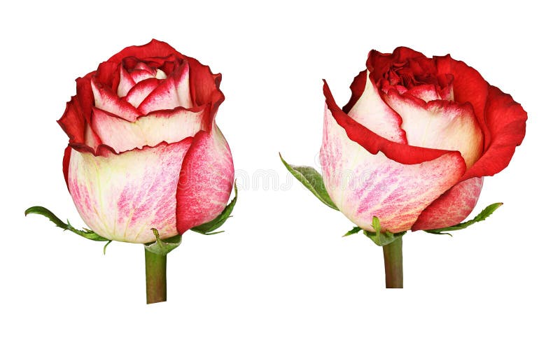 Set of red rose flowers stock photo. Image of plant - 137395138