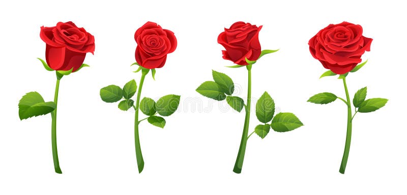 Set of red rose flowers stock vector. Illustration of beautiful - 277101126