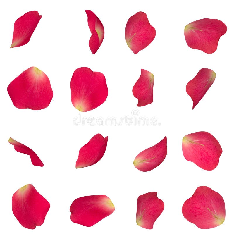 128 Rose Different Angles Stock Photos - Free & Royalty-Free Stock ...