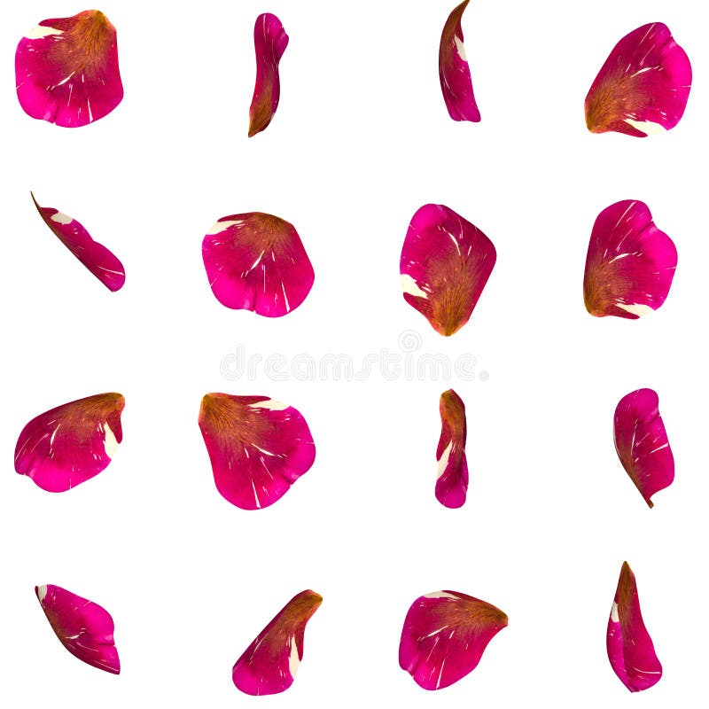 A Set of Red Rose Petals in Different Angles Stock Photo - Image of ...