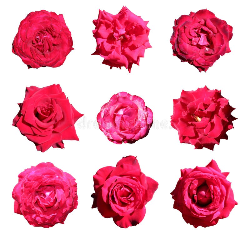 Set of 9 red roses stock photo. Image of bloom, gardening - 31933758