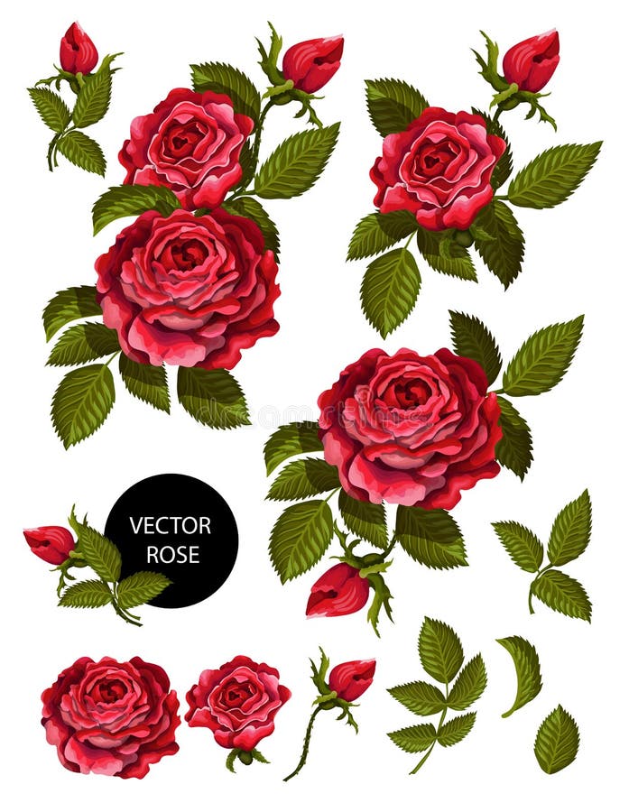 Set of Red Roses and Elements for Your Design. Vector Illustration ...