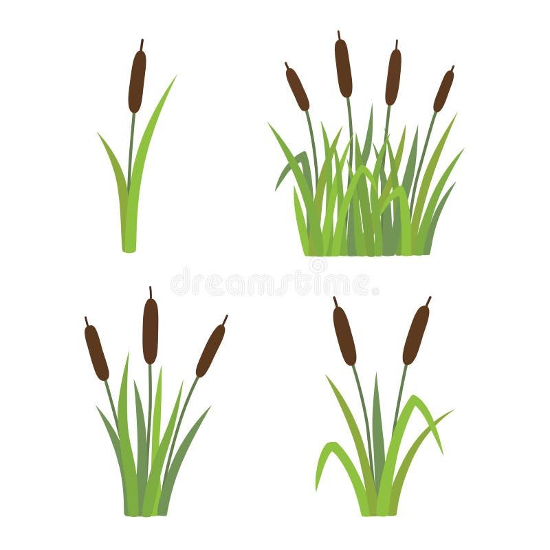 Bull Rushes Stock Illustrations – 159 Bull Rushes Stock Illustrations ...