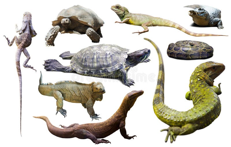 Set of reptiles isolated stock photo. Image of primal - 78286138