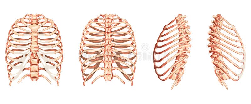 Set of Rib Cages Skeleton Human Front Back Side Ventral, Lateral, and ...