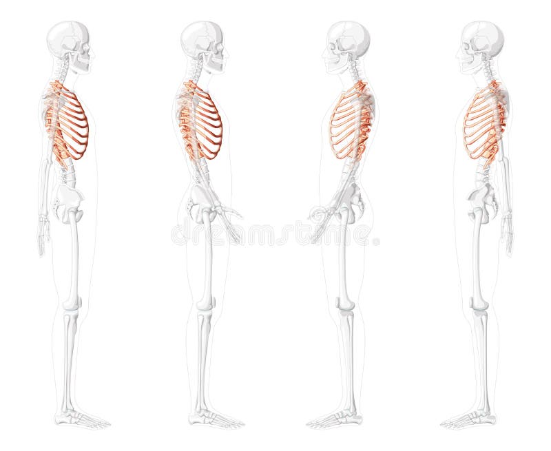 Rib Cage Woman at Larissa Morning blog