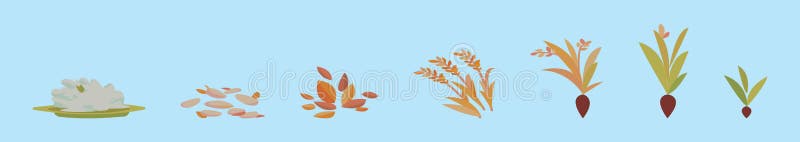 Set of Rice Field Cycle Cartoon Icon Design Template with Various ...