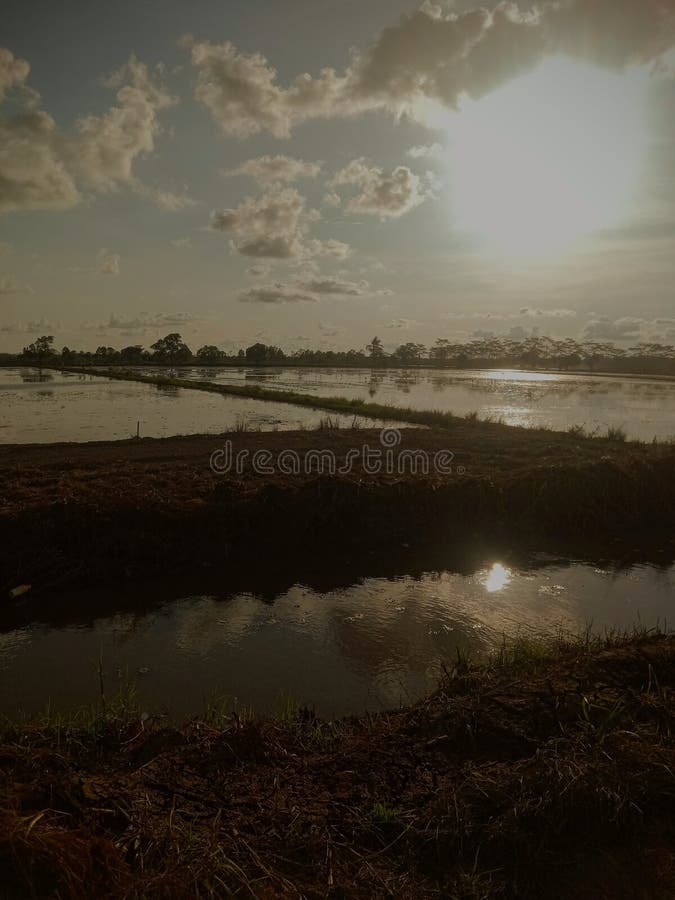 Set among the rice fields stock image. Image of sunset - 263714783