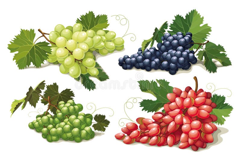 Three cluster of grapes stock vector. Illustration of paper - 9352442 Three cluster of grapes stock vector. Illustration of paper - 9352442