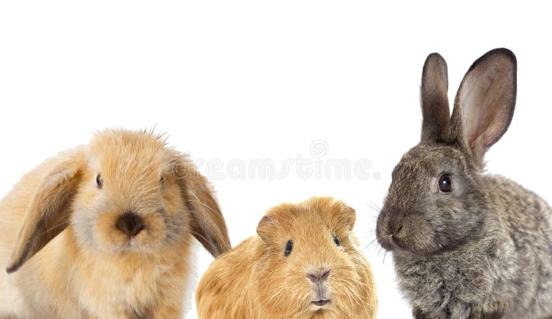 Set of rodents stock photo. Image of rodents, mammal - 72386220