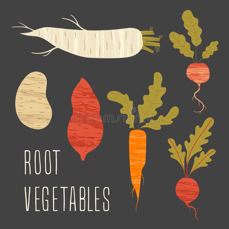 Root vegetables icons. stock vector. Illustration of carrot - 59465386