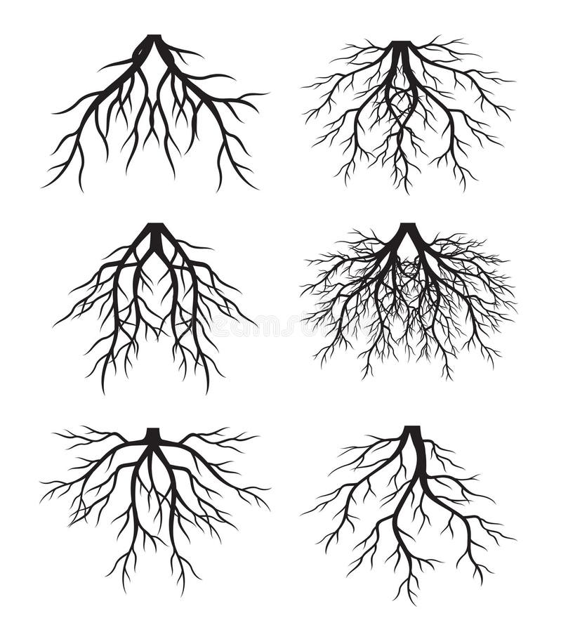 Set of Roots. Vector Outline Illustration. Plant in Garden Stock Vector ...