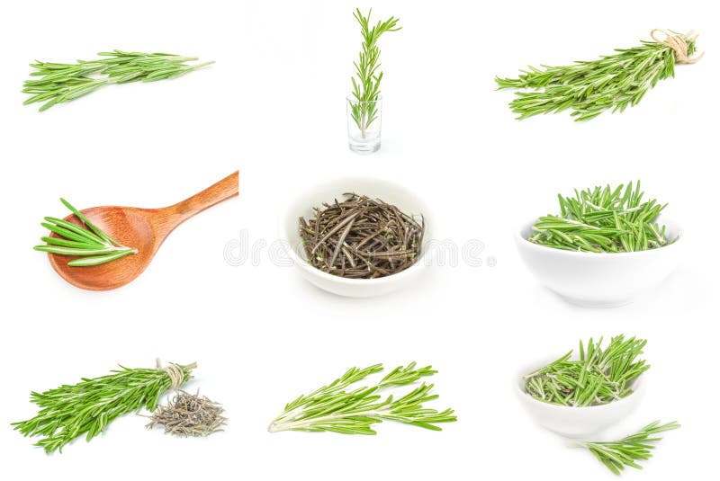 Set of rosemary on white stock image. Image of cutout - 247318155