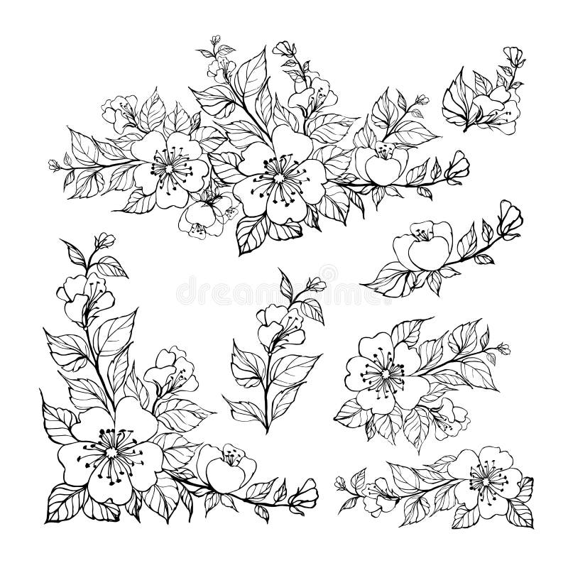 Set of Sakura Flowers Elements. Collection of Spring Flowers Isolated on a White Background ...