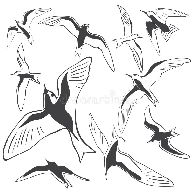 Set of Sea Birds stock vector. Illustration of beak, isolated - 26124165