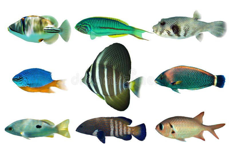 Set of Sea Nr.3- Reef Fish on White Background Stock Image - Image of ...