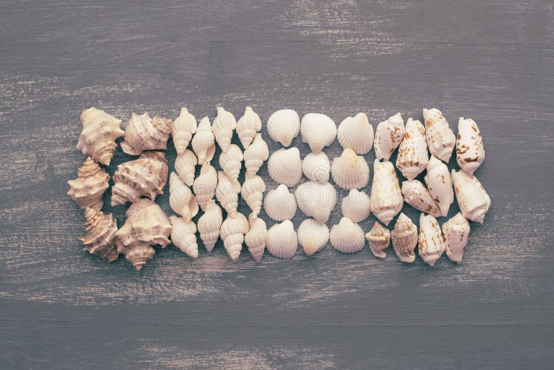 Set Sea Shell Decorative Frame Place for Text. Stock Photo - Image of ...