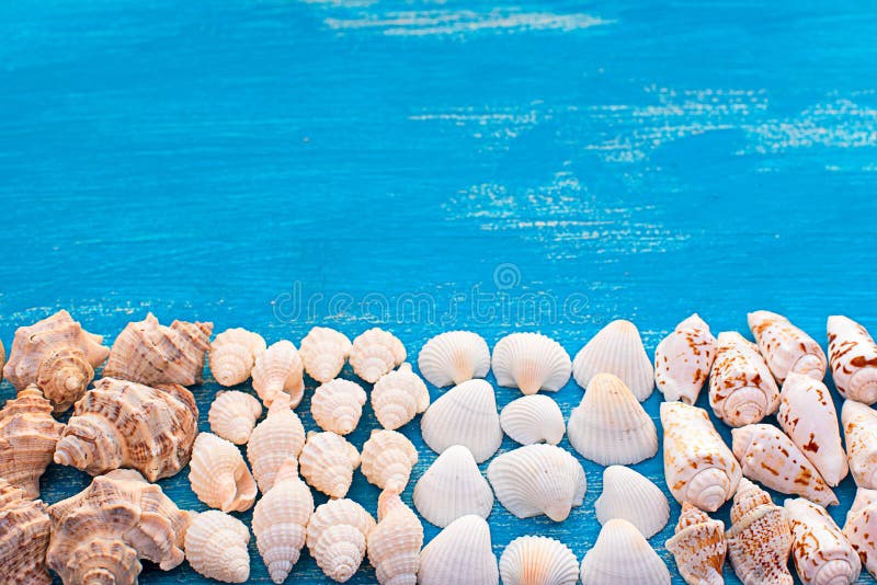 Set Sea Shell Decorative Frame Place for Text. Stock Photo - Image of ...
