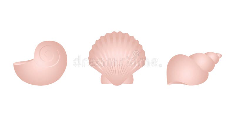 Set of Sea Shell Isolated on White Background Vector Stock Illustration ...