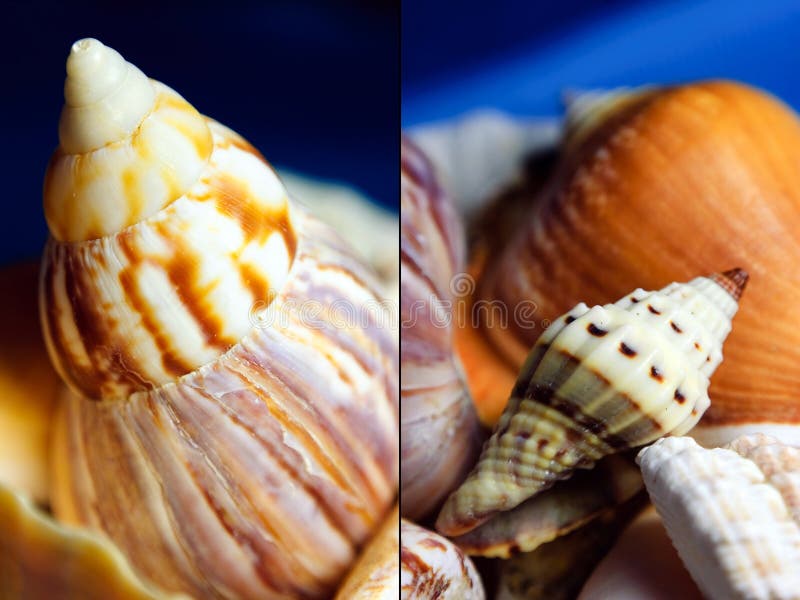 Set of sea shells. stock photo. Image of ornament, decoration - 17515830