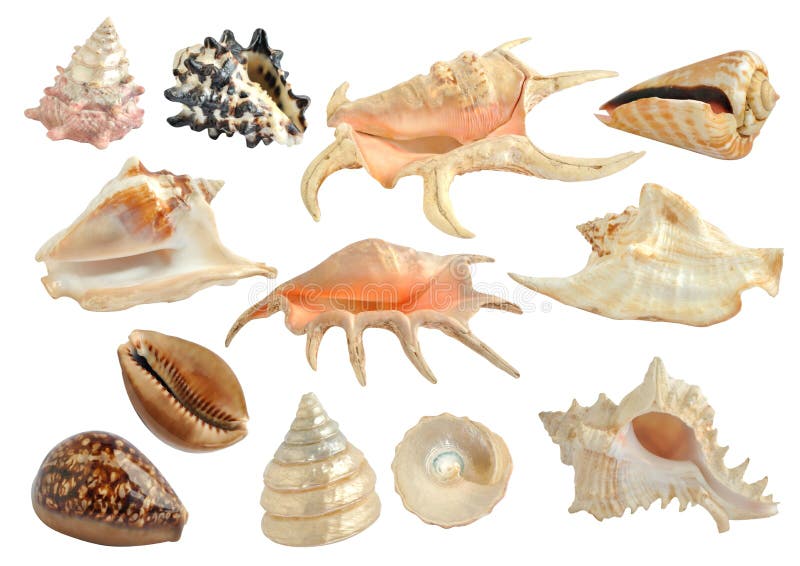 Set of sea shells stock photo. Image of colorful, fish - 27589526