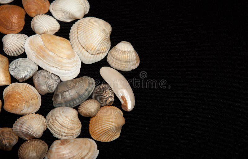 Set of Sea Shells on a Black Background, Place for Text Stock Image ...