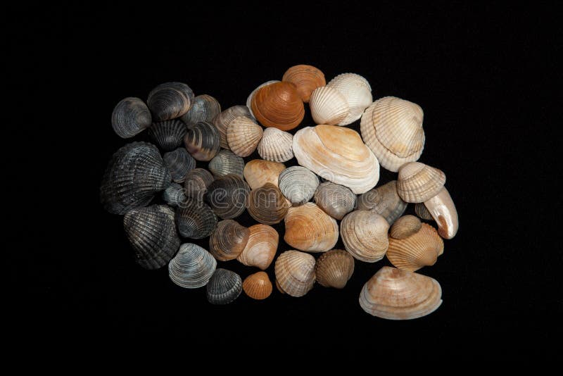 Set of Sea Shells on a Black Background, Place for Text Stock Image ...