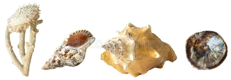 A Set of Sea Shells of Different Interesting Shapes. Isolated on ...