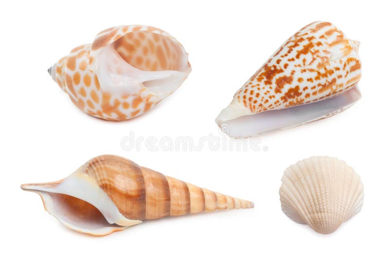 Set of Sea Shells Isolated on White Stock Image - Image of group ...